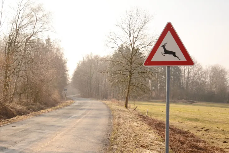 Wildunfall: So handeln Sie richtig