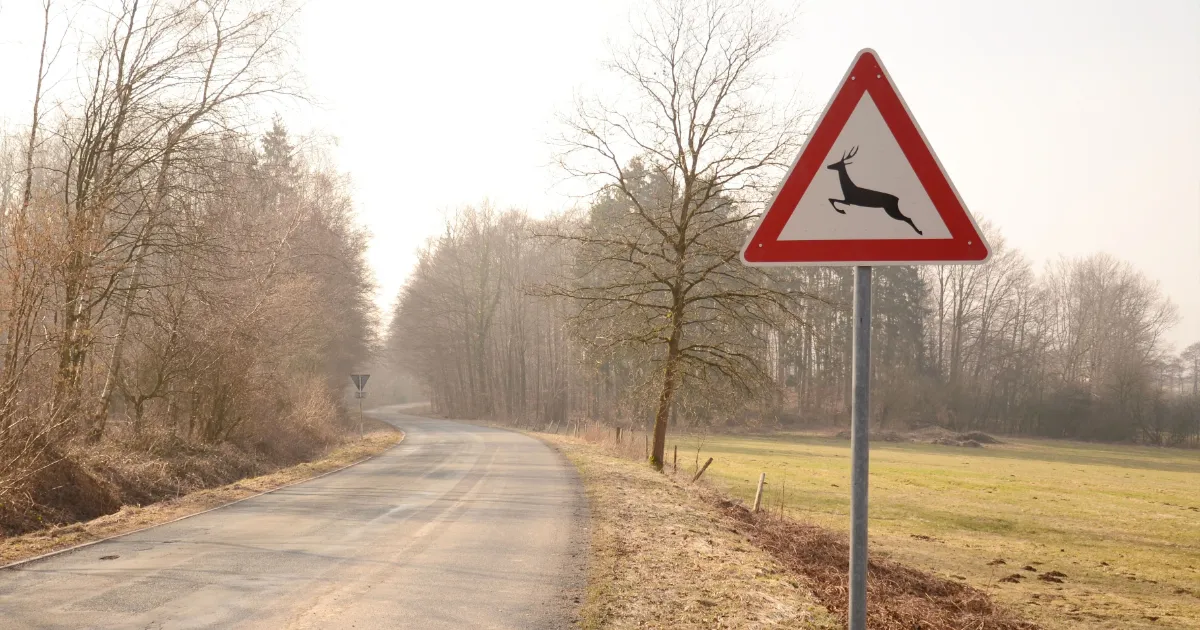 Wildunfall: So handeln Sie richtig